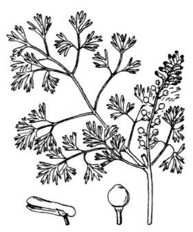 Taxon Fumaria Parviflora