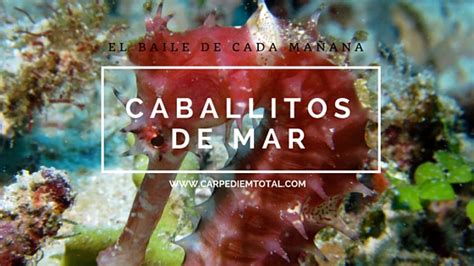 Los Caballitos De Mar Bailan Con Su Pareja Cada Mañana Carpe Diem Total