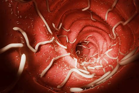 Intestinal Roundworm Testing Protect Livestock From Parasites