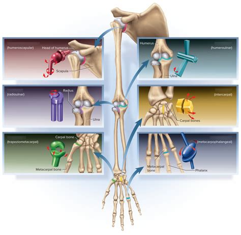 Synovial Joints Diagram Quizlet