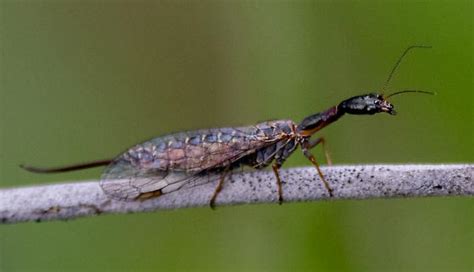 Long Neck Bug Bugguidenet