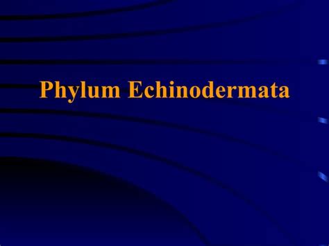 11 Echinodermata Ppt