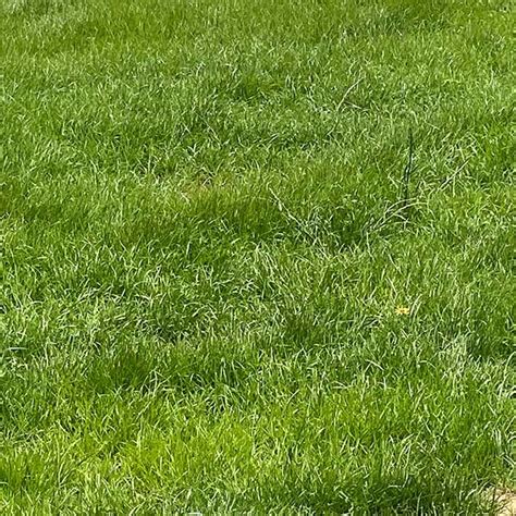 The Ultimate Guide To Couch Grass Mckays Grass Seeds Australia