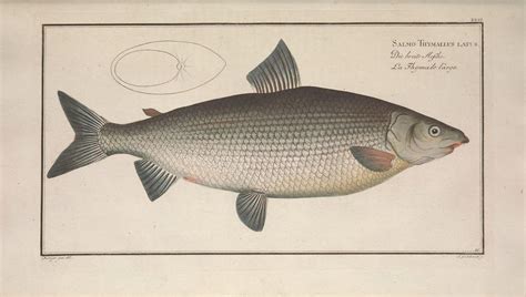 Fish Species Thought To Be Extinct Is Actually Alive And Thriving