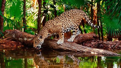 Bosque HÚmedo Descubre Su Diversidad Y Encantos