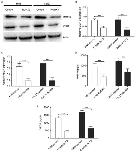 Runx3 Plays A Tumor Suppressor Role By Inhibiting Cell Migration Invasion And Angiogenesis In