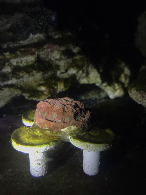 Small Eunicid Sylliad Worm Eating Sps With Videos Reef2reef