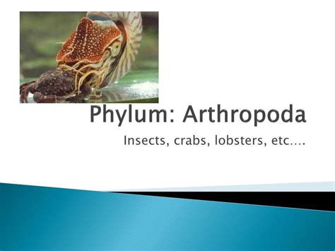 Ppt Phylum Arthropoda Powerpoint Presentation Free Download Id