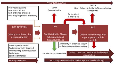 Rheumatic Fever Valve
