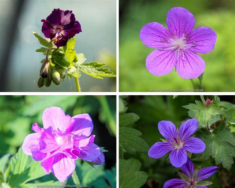 How Many Species Of Hardy Geraniums Are There • The Hardy Geranium Nursery