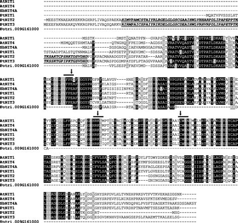 Amino Acid Alignment Of Populus Trichocarpa Nitrilases Ptnit1 Ptnit2