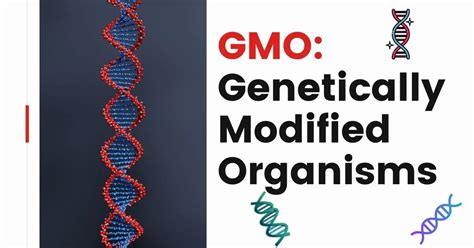 Gmo An Exploration Of Genetically Modified Organisms Denfacts