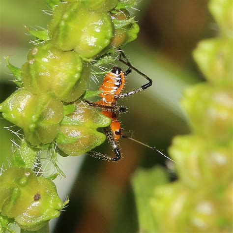 Assassin Bug Nymph Project Noah