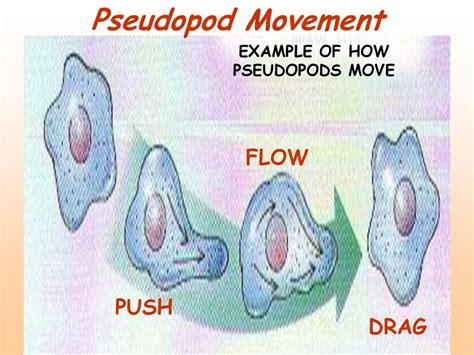 Protists And Fungi Ppt Download