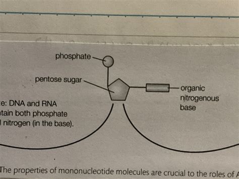 B The Structure Of DNA And RNA Flashcards Quizlet