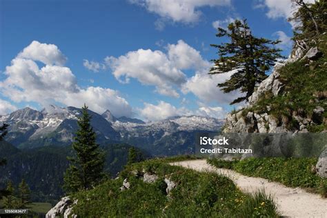 베르히테스가데너 랜드의 제너 산으로 가는 길 아름다운 알프스 산맥의 전망 화창한 여름 날에 는 초원과 하이킹 코스가 피어납니다 국립 공원 바이에른 독일 유럽 여행 개념
