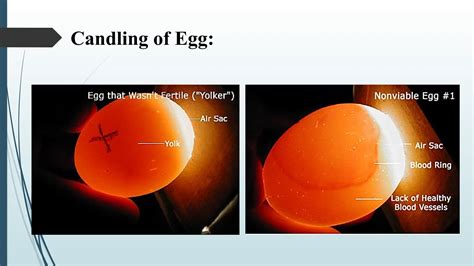 Egg Candling To Detect Fertilization Pptx