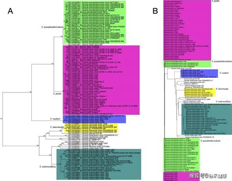 节点上的数字表示在1000个bootstrap值中出现的百分比。颜色区分不同种水平分类。