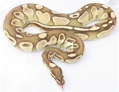 Royal Ball Python The Animal Facts Appearance Diet Habitat
