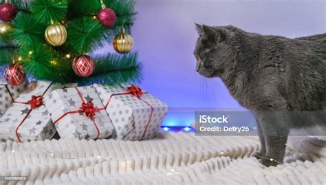 회색 고양이 샤르트뢰는 크리스마스 트리 화환 및 크리스마스 선물을 봅니다 배경에 고양이 크리스마스 트리 화환 선물 네온 보케 2023년 새해와 크리스마스 컨셉 귀여운 회색
