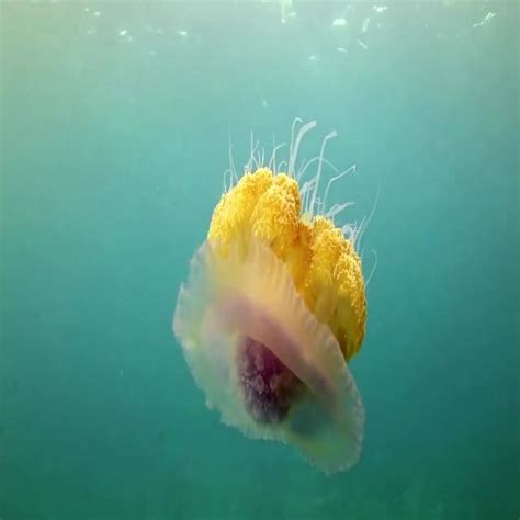 Underwater Project Instance Segmentation Dataset And Pre Trained Model By Advaith R