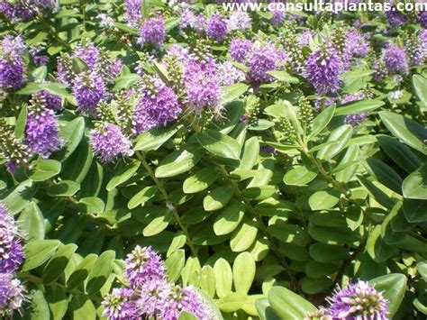 Arbusto Hebe Vivero Los Maitenes 🏵hebe Es Un Arbusto De Mediana