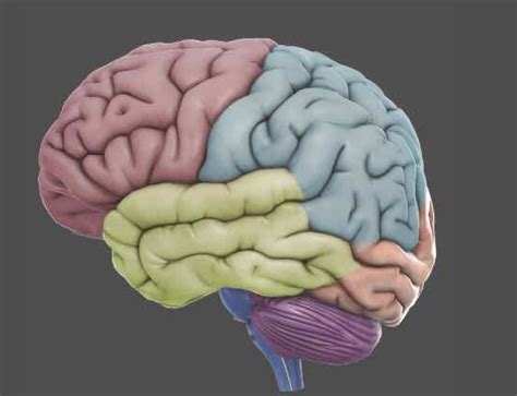 Hbs Brain Diagram Quizlet