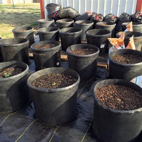 Windy Acres Diary Cattle Tub Container Garden