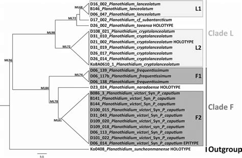 Strict Consensus Tree Of The Ml Analysis Of The Morphological Character
