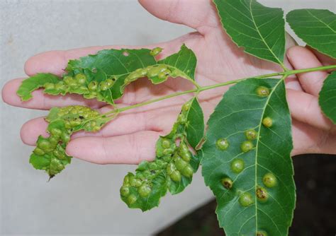 Winston County Natural Resources Council Pecan Phylloxera Attacks Backyard Trees