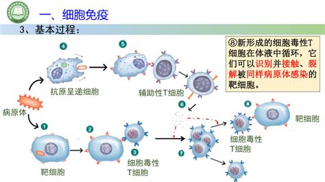 4 2特异性免疫 第2课时 细胞免疫课件（21张ppt） 2022 2023学年高二上学期生物人教版（2019）选择性必修1（含有视频） 21世纪教育网