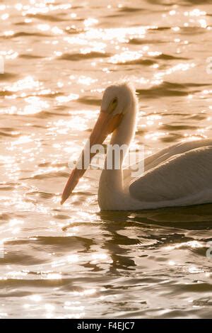 Le Pélican Blanc Damérique Pelecanus Erythrorhynchos Viera Wetlands