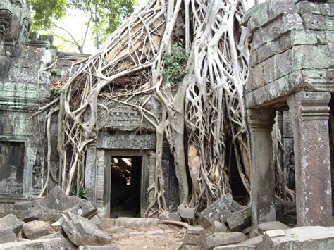 Premium Photo Tree Growing On Old Ruin Temple
