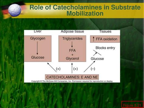 Ppt Chapter 5 Hormonal Responses To Exercise Powerpoint Presentation Id 4168069