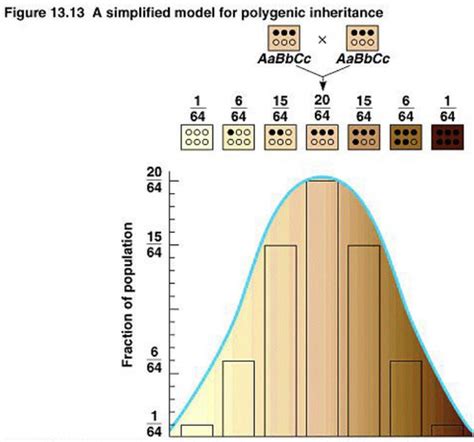 76 Multifactorial Inheritance Multifactorial Trait Determination