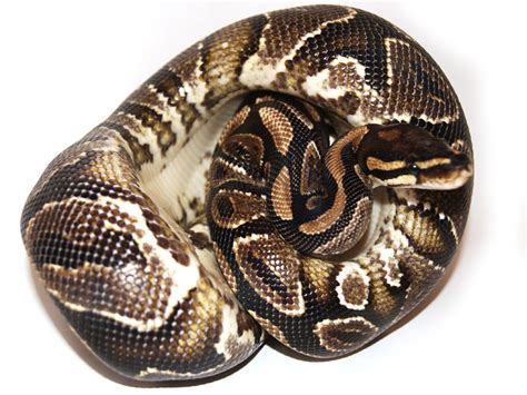 Morph List World Of Ball Pythons