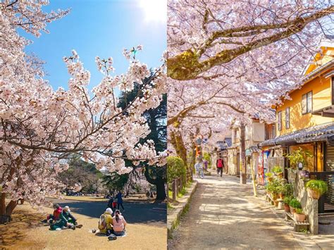 日本景點｜2024日本賞櫻秘境！東京、大阪最佳開花時間一次看 Readygo