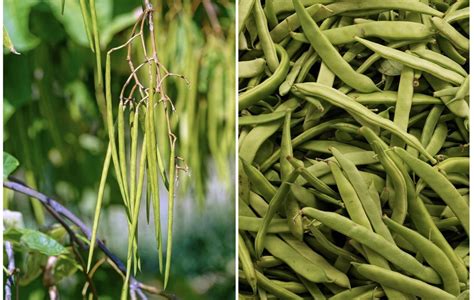 Городник розповів як виростити велику та смачну квасолю Читайте на Ukr Net