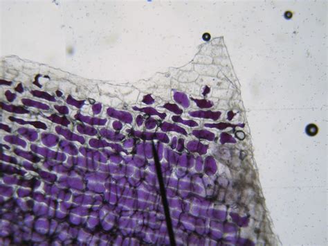 Biology Osmosis Experiments Osmosis Experiment Experiments Osmosis