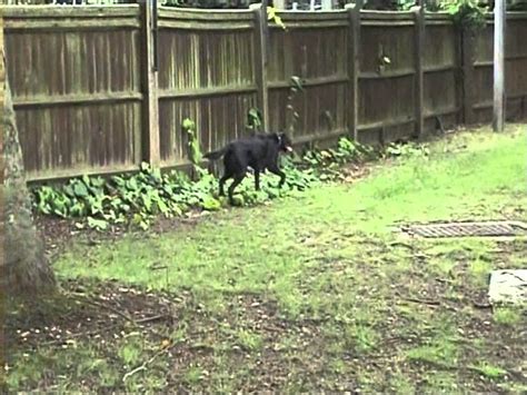 Possible Exercise Induced Collapse Youtube