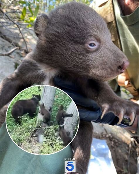 Ktla A 175 Pound Mama Black Bear And Her Three Fuzzy Cubs Have Made A