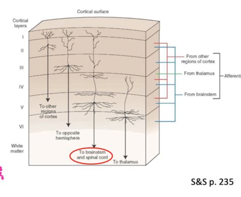 Lecture Motor Pathways Flashcards Quizlet
