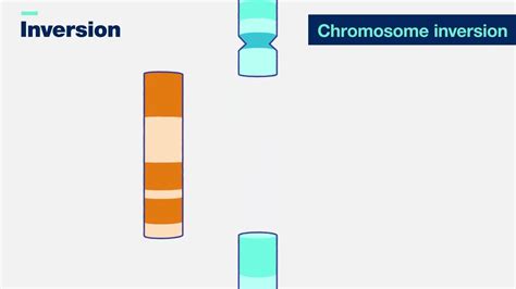 Chromosomal Inversion