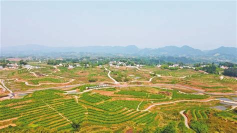 “撂荒村”变身“桃花源” 村民的日子越来越美了 渝北时报