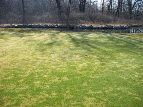 Michigan State University Poa Annua Greens Declining