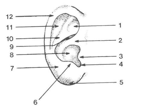 Pinna Anatomy Oe Diagram Quizlet