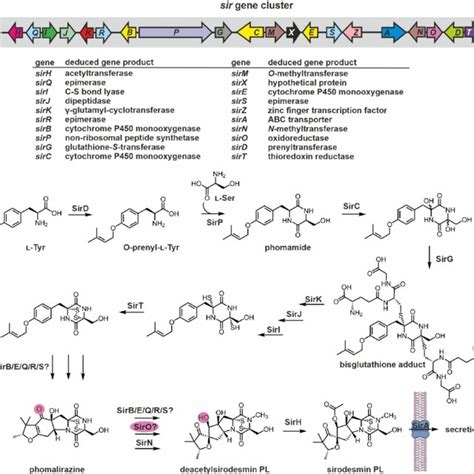 Gene Cluster And Putative Biosynthesis Scheme For Sporidesmin A Download Scientific Diagram