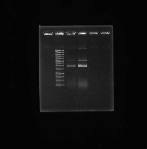 Solved Analyze Results Of Plasmid Dna Isolation 1 Make Sure