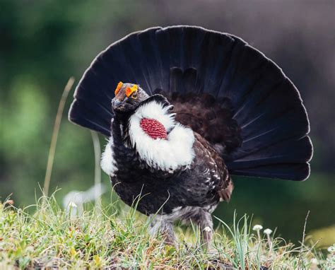 Blue Grouse