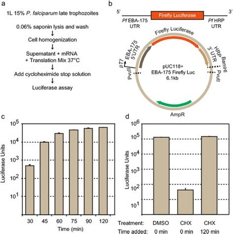 Development Of A Luciferase Based In Vitro Translation Assay In Download Scientific Diagram